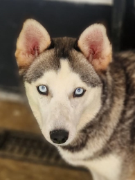 Dog – Animals In Need – Northamptonshire