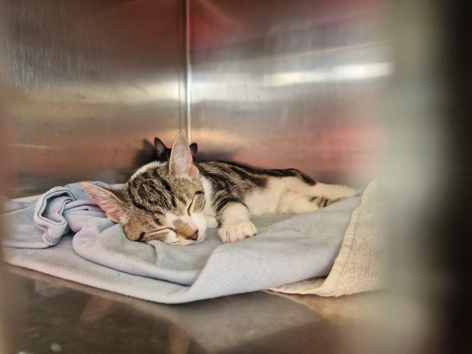 How You Can Help Us Help Them – Animals In Need – Northamptonshire