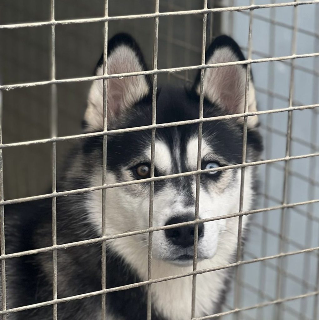 Dog – Animals In Need – Northamptonshire